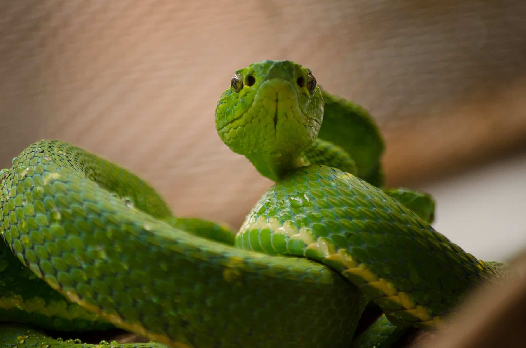 Full Day Trip to Selvatura Park Costa Rica - Book Private Transfer
