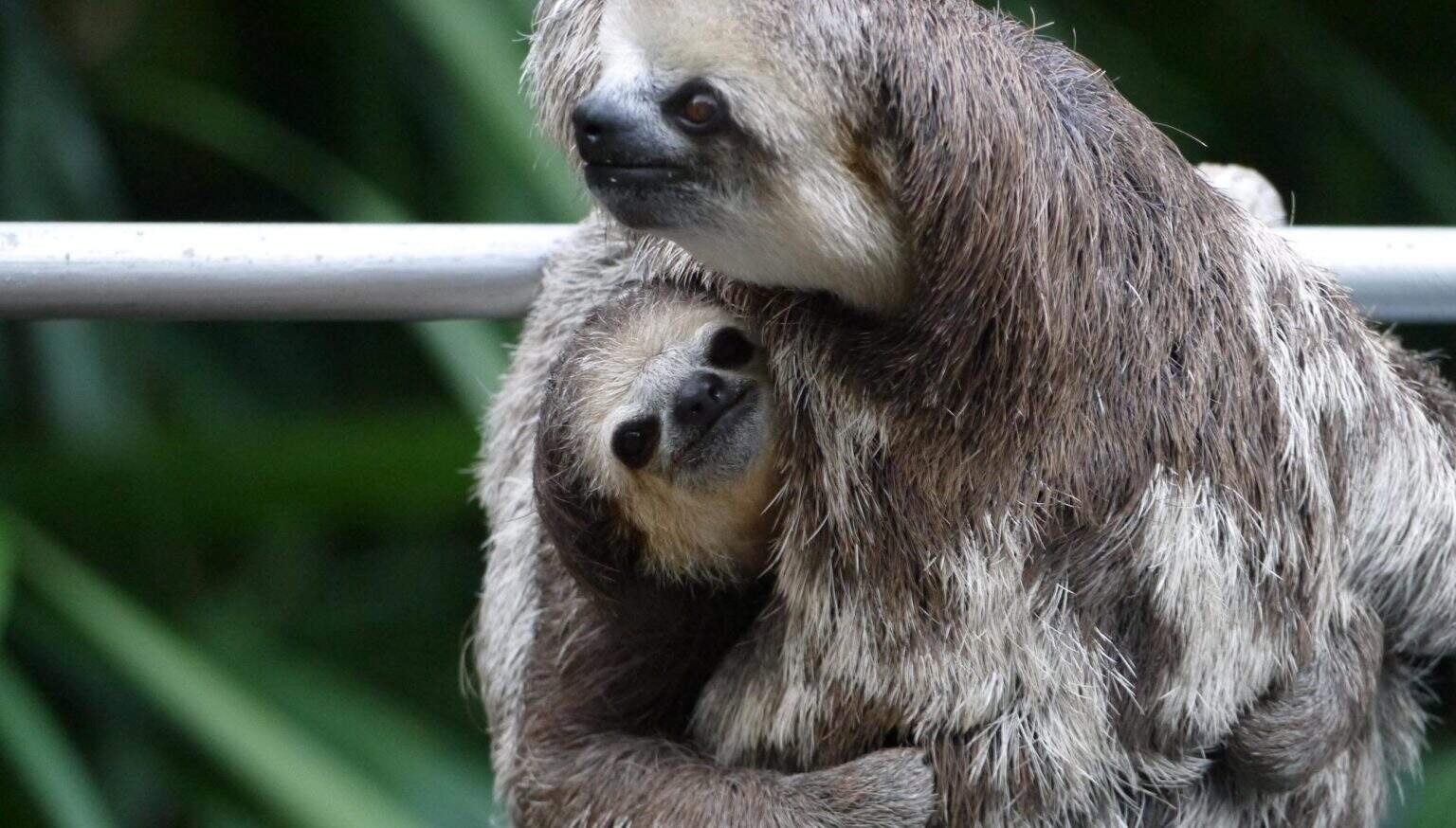 Private tours Costa Rica trips to the Sloth Sanctuary - Book Private ...